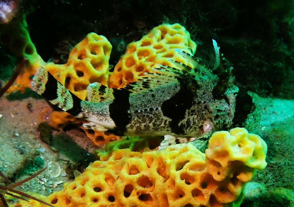 Eastern Fortescue from Port Stephens, NSW, Australia on June 26, 2023 ...