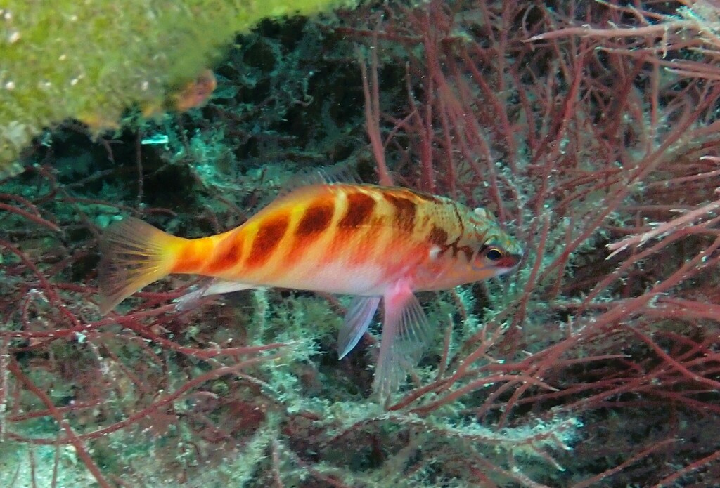 Halfbanded Seaperch from Port Stephens, NSW, Australia on June 26, 2023 ...