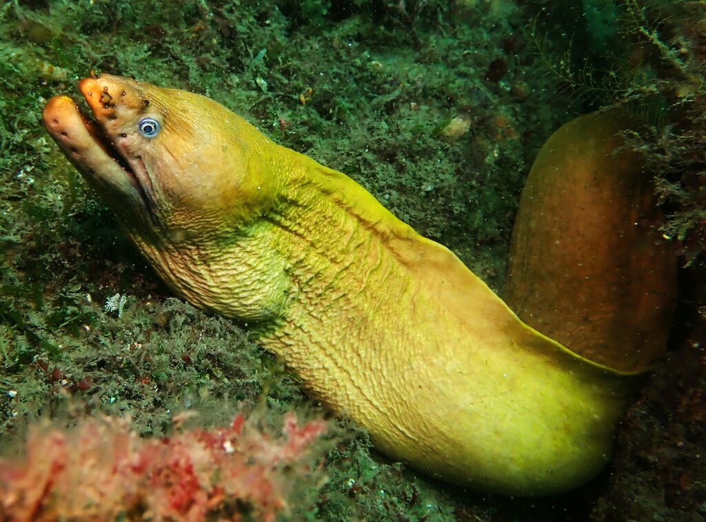 Australian Green Moray from Port Stephens, NSW, Australia on November ...
