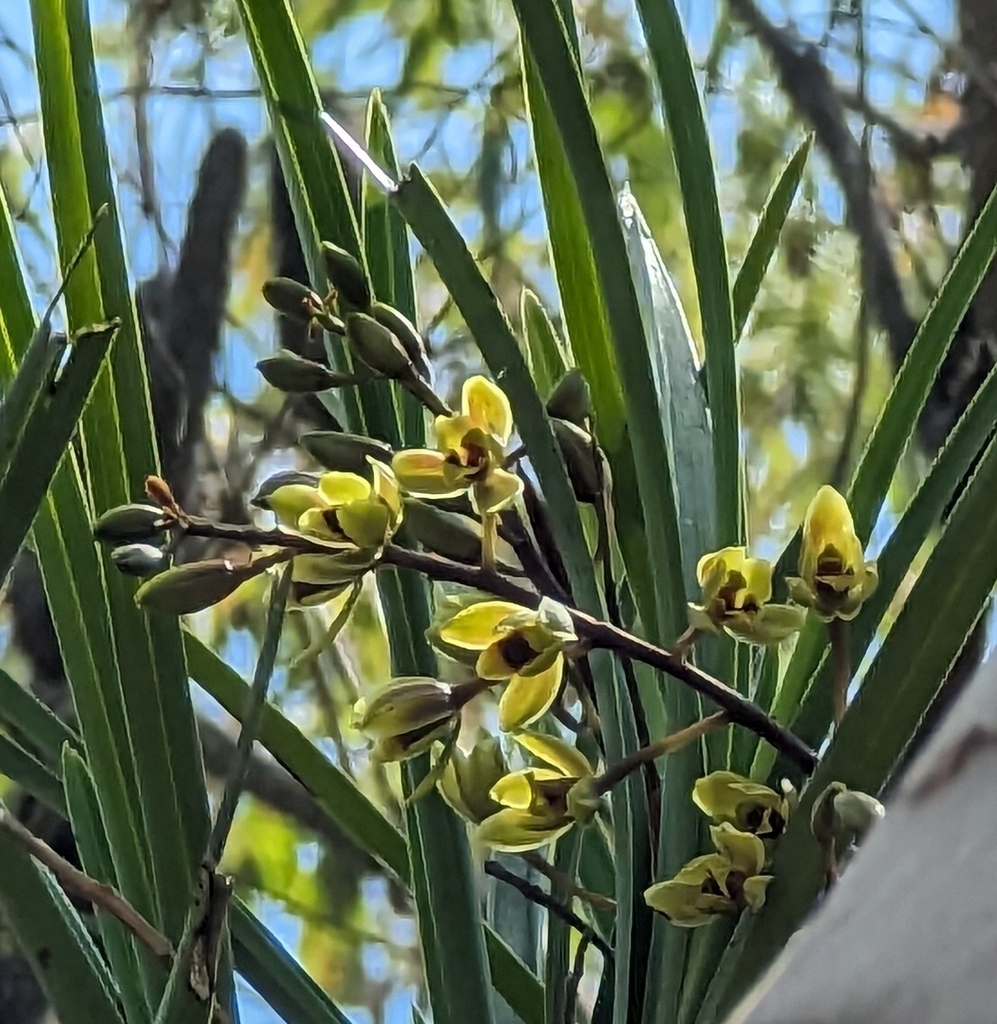 Snake Orchid from Somersby NSW 2250, Australia on November 22, 2023 at ...