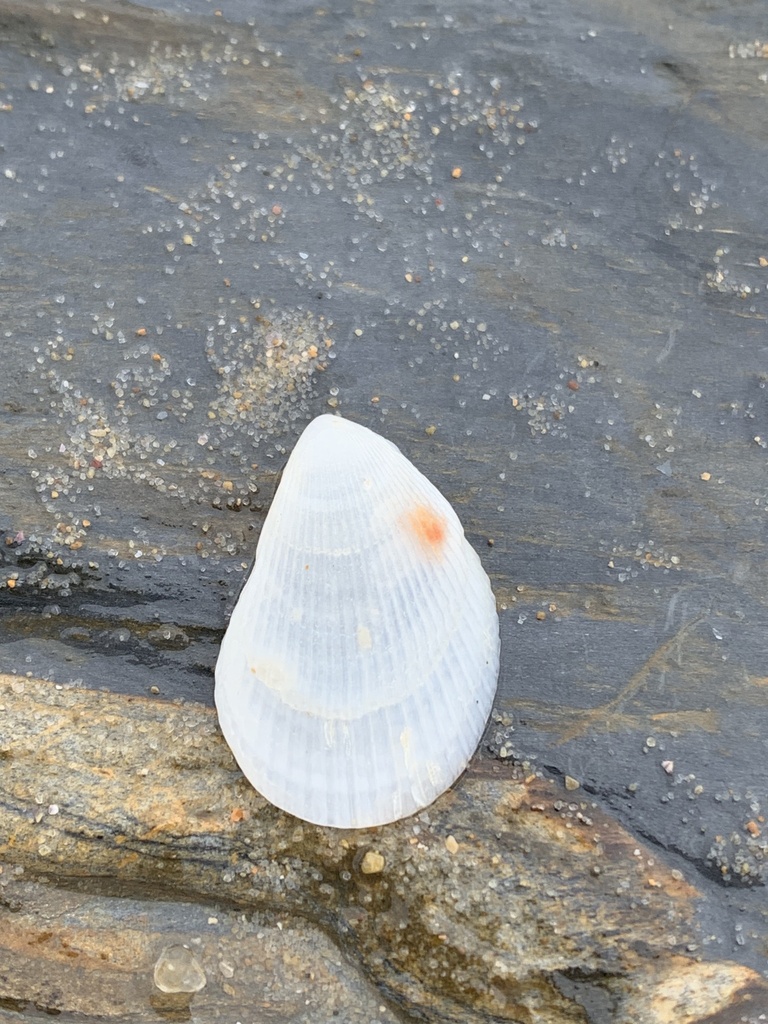 Lima nimbifer from Tasman Sea, Bundagen, NSW, AU on November 22, 2023 at 12:07 PM by urungaroger ...