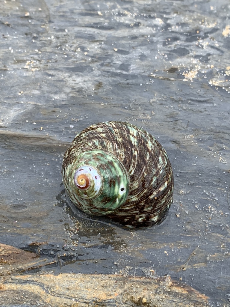 Common Warrener from Tasman Sea, Bundagen, NSW, AU on November 22, 2023 ...