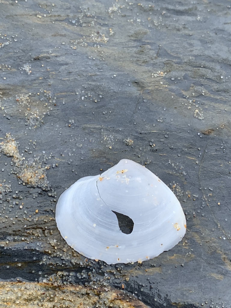 Tellins and Allies from Tasman Sea, Bundagen, NSW, AU on November 22 ...