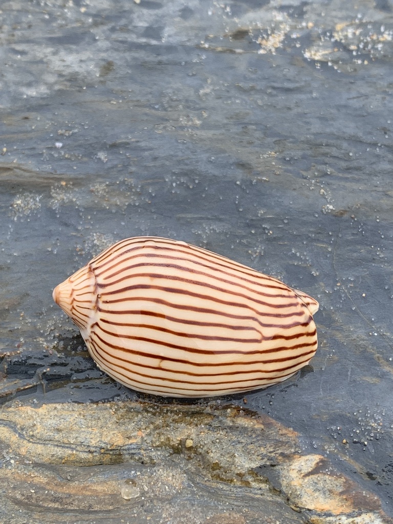 Zebra Volute from Tasman Sea, Bundagen, NSW, AU on November 22, 2023 at ...