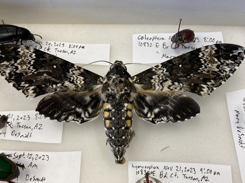 Rustic Sphinx from E Drexel Rd, Tucson, AZ, US on November 21, 2023 at ...