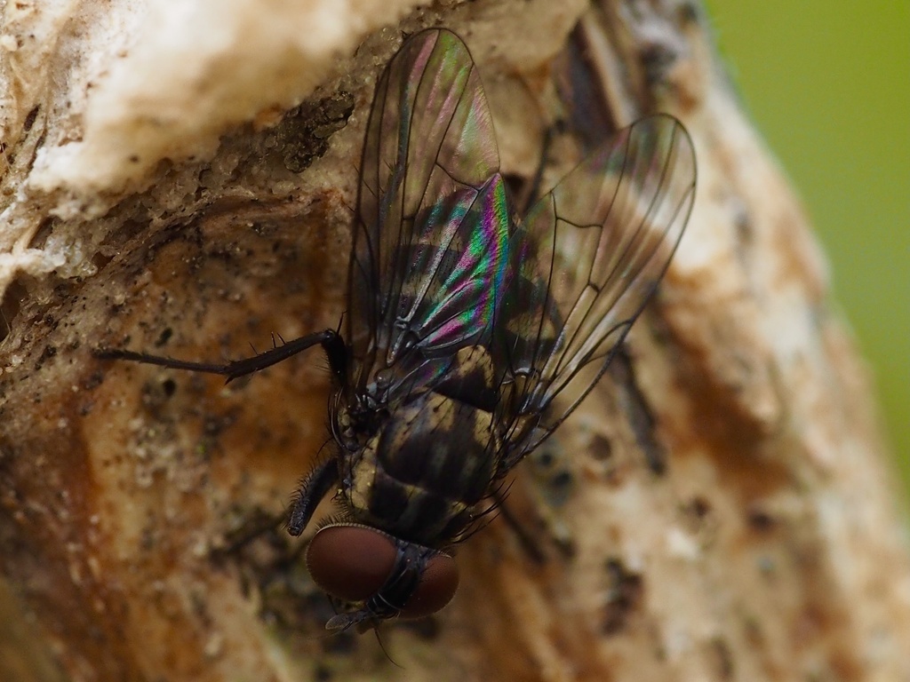 House Flies and Allies from North Island, Kaeo, Northland, NZ on ...