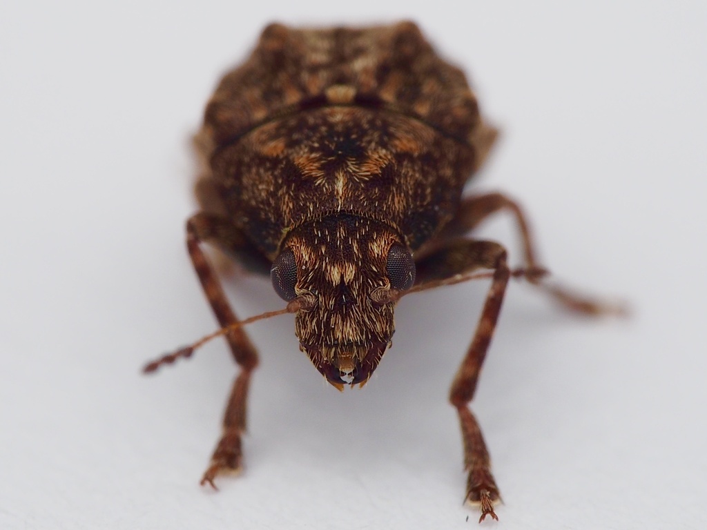 Araecerus palmaris from North Island, Kaeo, Northland, NZ on November ...