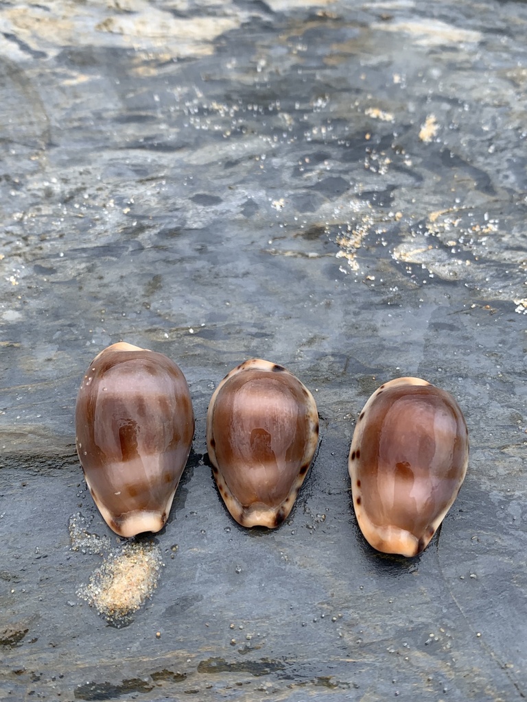 yellow-toothed cowrie from Tasman Sea, Bundagen, NSW, AU on November 22 ...