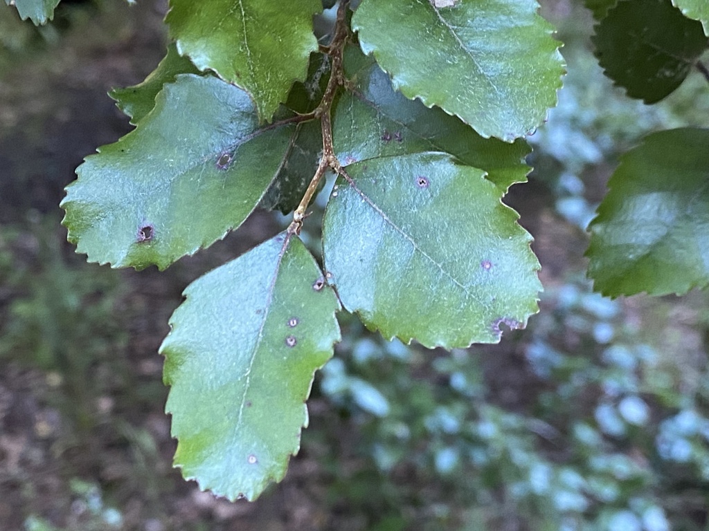 Hard Beech from Te Waipounamu/South Island, Hira, Nelson, NZ on ...
