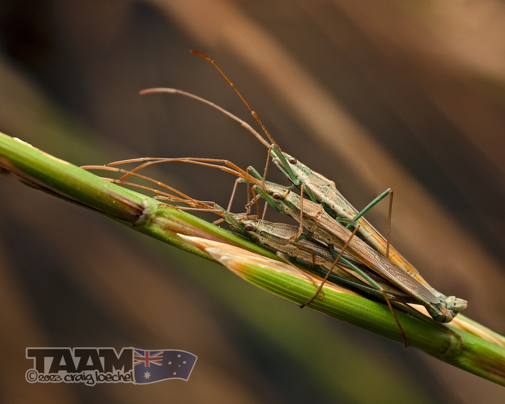 Long Broad-headed Bug from Wodonga VIC, Australia on November 22, 2023 ...
