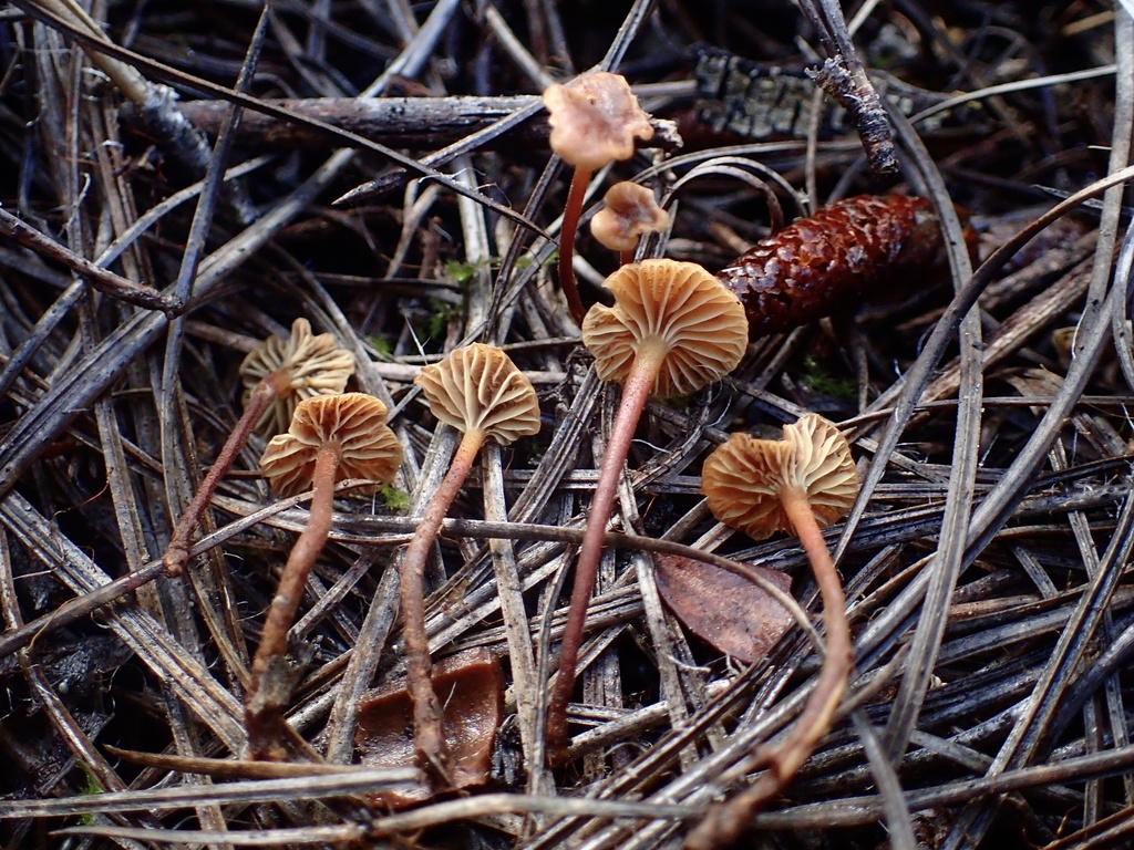 Xeromphalina cornui from Lake County, US-CA, US on November 21, 2023 at ...