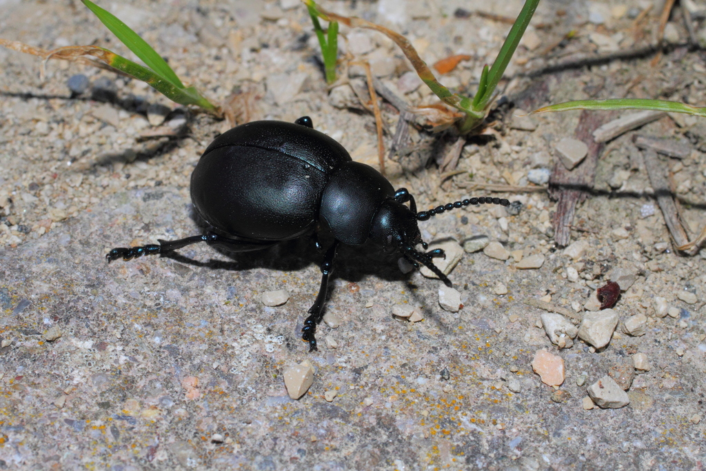 Timarcha from 78224 Singen (Hohentwiel), Deutschland on May 13, 2017 at ...
