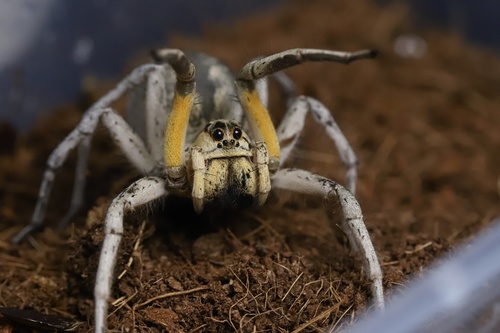 Karakumosa xinjiang · iNaturalist