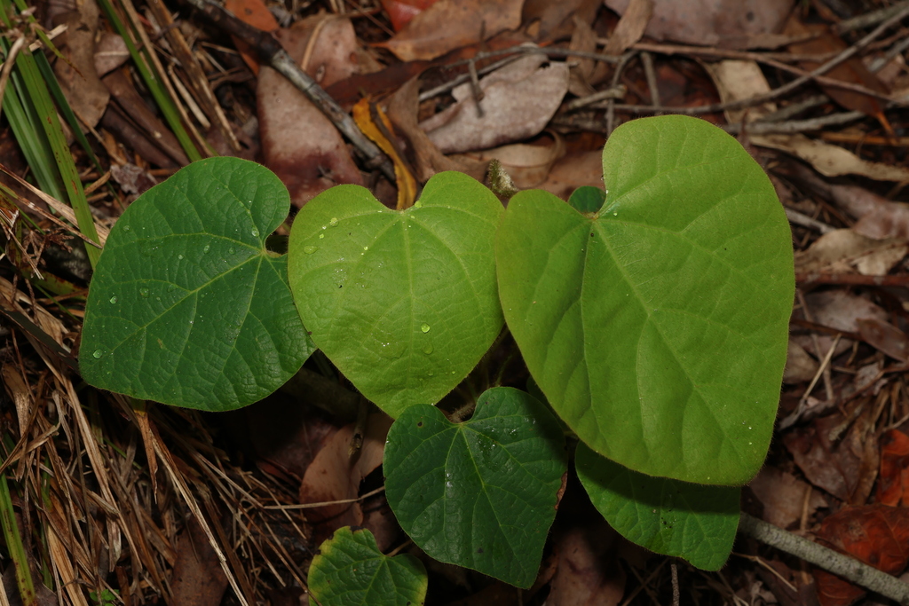 Big-Leaf Vine from Tregony QLD 4370, Australia on November 22, 2023 at ...