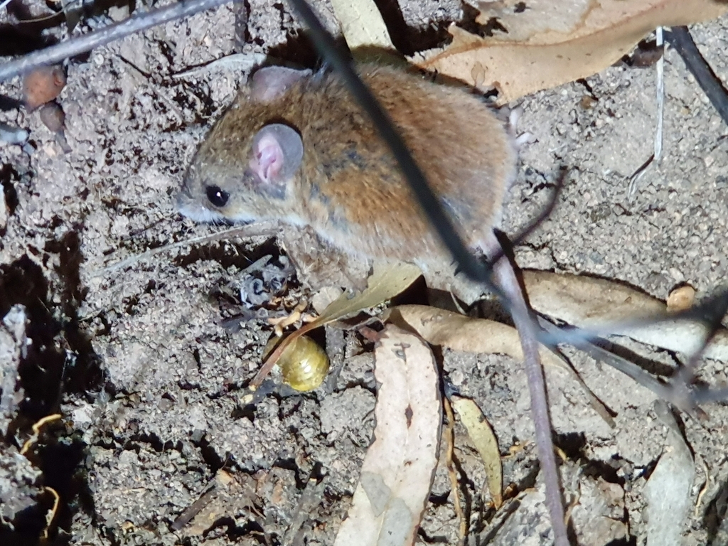 Delicate Mouse from Stockhaven QLD 4625, Australia on October 31, 2023 ...
