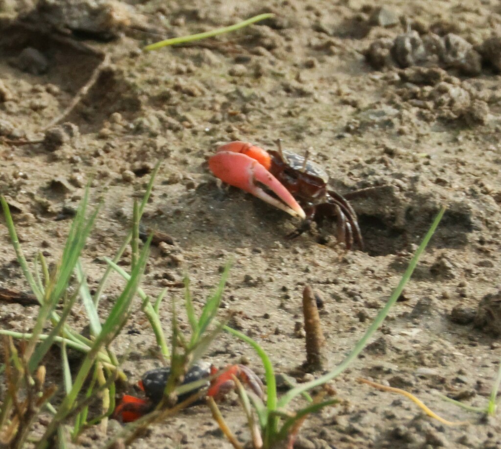 East African Fiddler Crab from Matokazini, South Africa on November 9 ...