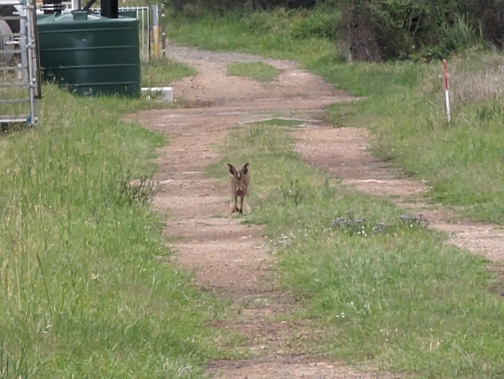 Brown Hare from Brisbane Airport QLD 4008, Australia on November 22 ...