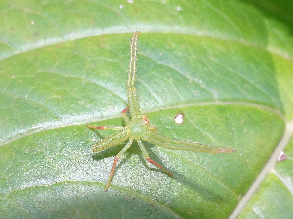 Oxytate striatipes from 曽屋, 秦野市, 神奈川県, JP on November 22, 2023 at 12:16 ...