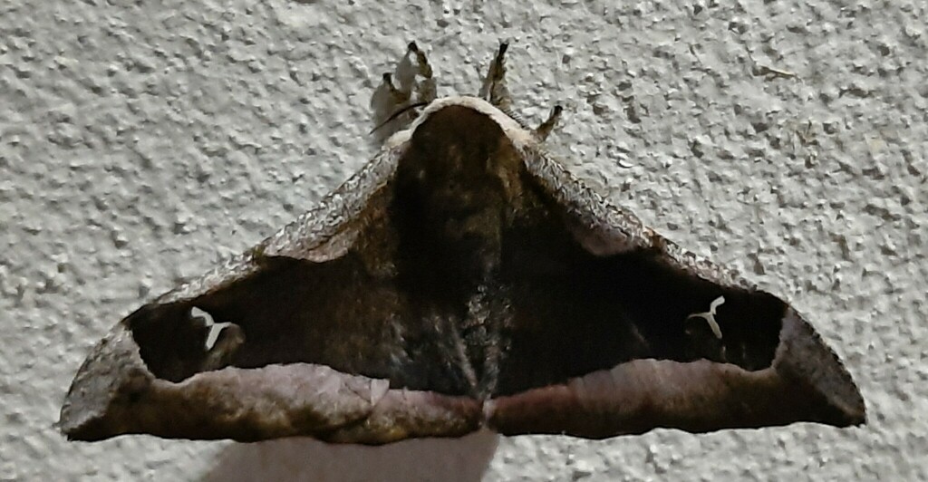 Playful Princes from Matokazini, South Africa on November 7, 2023 at 08 ...