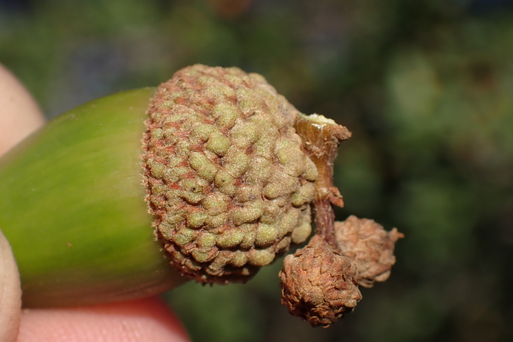 Torrey's Hybrid Oak from Otay Ranch, Jamul, CA, US on November 20, 2023 ...