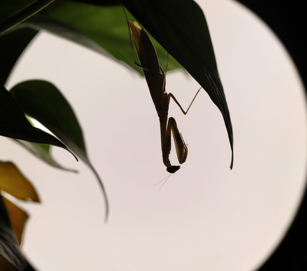 Asian Jumping Mantis from 中国农业大学西校区, 北京市, CN on August 24, 2023 at 03: ...