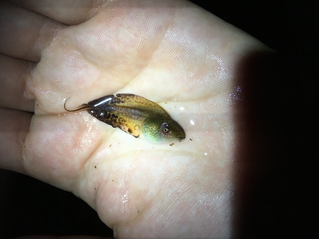 Senegal Running Frog from Mitchell Street, Eshowe, KZN, ZA on November ...