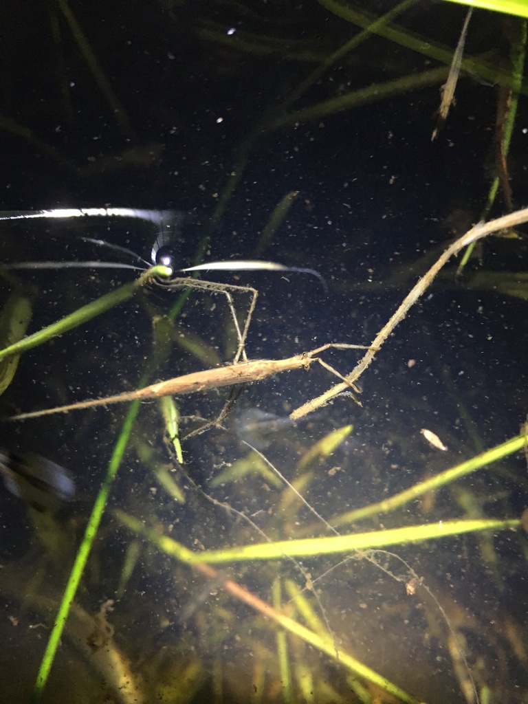 Ranatra from Mitchell Street, Eshowe, KZN, ZA on November 20, 2023 at ...