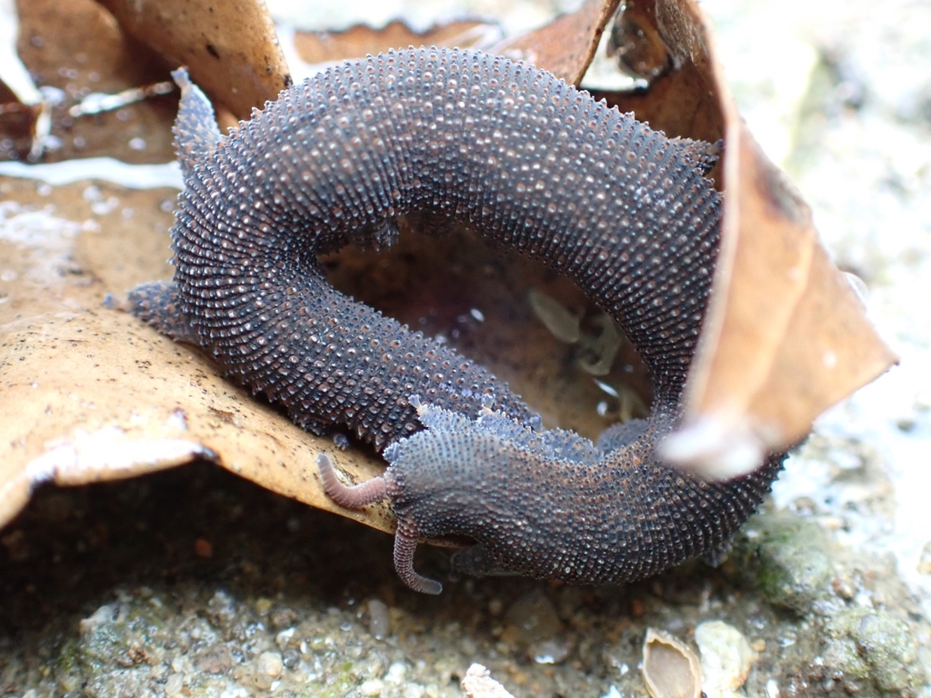 southern velvet worms in November 2023 by Michelle Colpus. Video ...