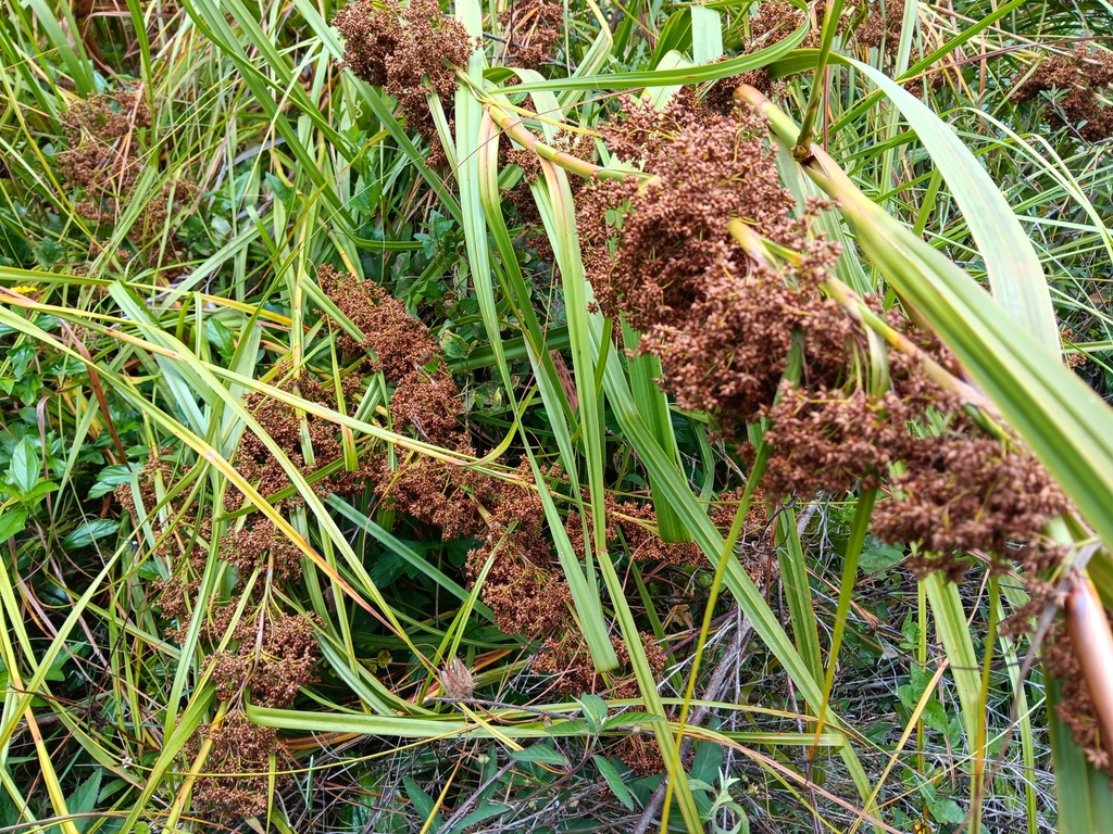 Leafy Twig-rush from Torquay QLD 4655, Australia on November 22, 2023 ...