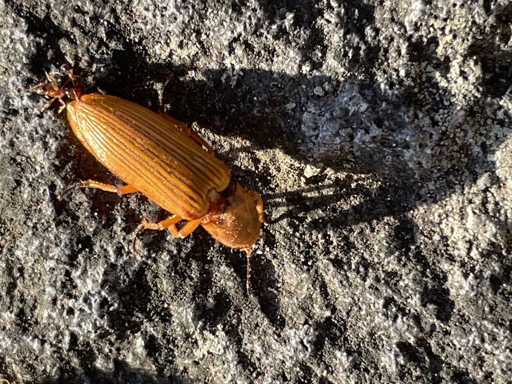 Hemiops flava from 陽明山國家公園, 北投區, TPE, TW on November 22, 2023 at 06:58 ...