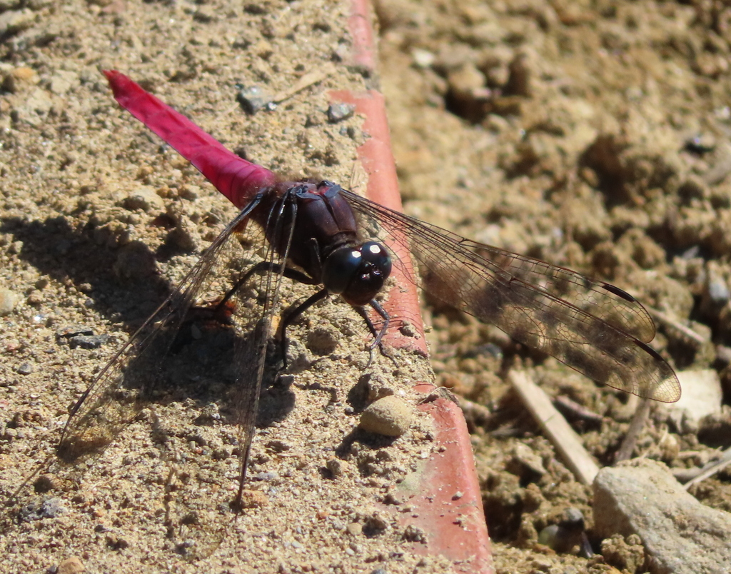 Common Red Skimmer from Taipei, Taiwan on November 22, 2023 at 11:46 AM ...