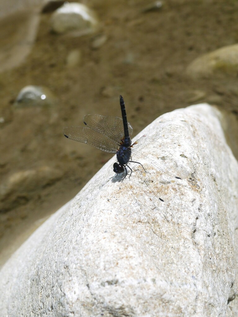 Indigo Dropwing from 646雲林縣古坑鄉646 on September 24, 2023 at 12:30 PM by ...