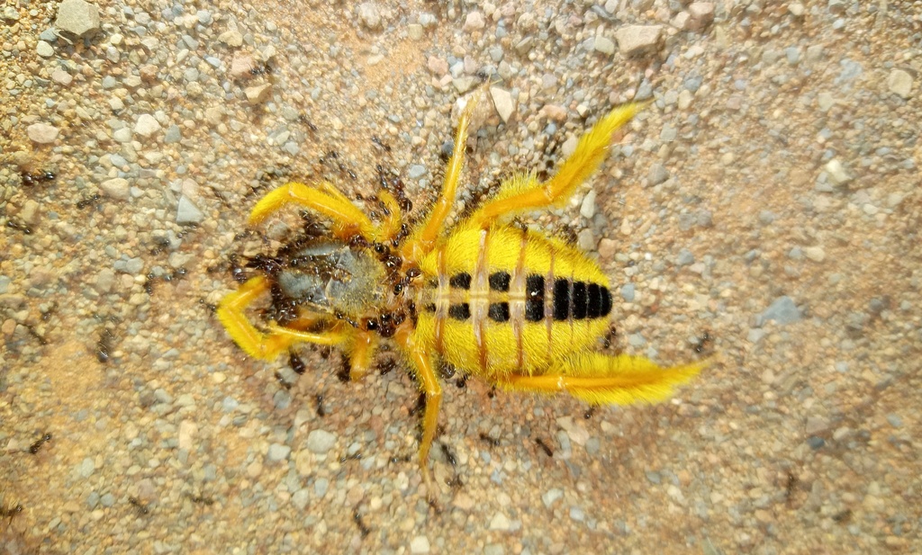 Solpuga villosa from Pixley ka Seme District Municipality, South Africa ...