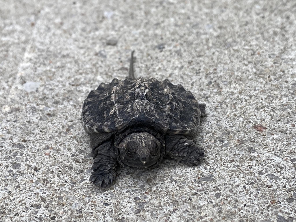 Common Snapping Turtle from Otonabee River, Peterborough, ON, CA on ...