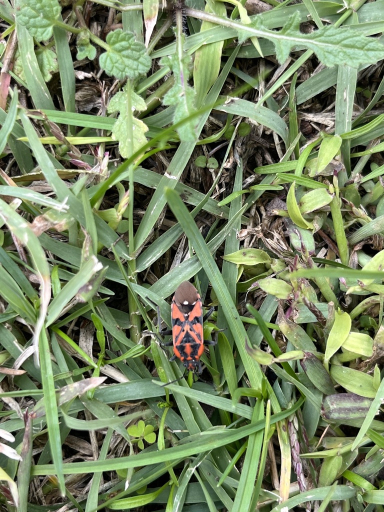 Spilostethus pandurus from Universidad Rey Juan Carlos - Campus de ...