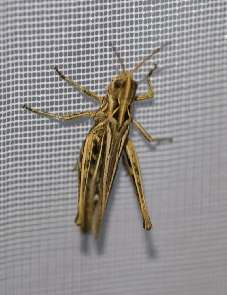 Common Field Grasshopper from Lindhorst, Deutschland on August 5, 2020 ...