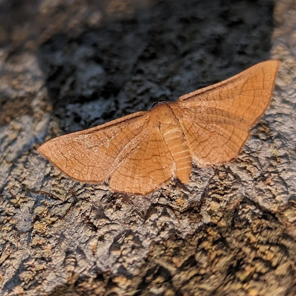 Window-winged Moths from 9CH5+66R Kalikesam Eco Camp, Keeriparai, Tamil ...