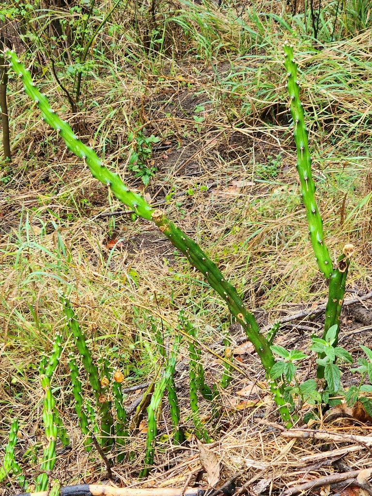 Moon Cactus from Muirlea QLD 4306, Australia on November 20, 2023 at 02 ...