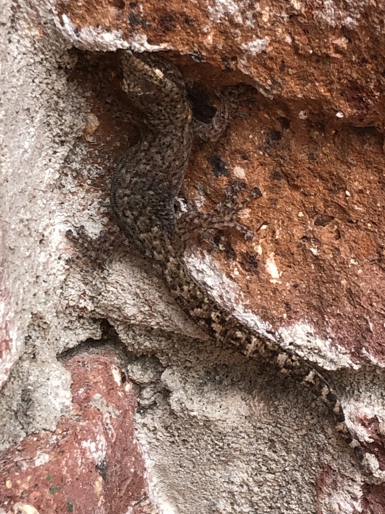 Marbled Leaf-toed Gecko from Overstrand, Greater Hermanus, WC, ZA on ...
