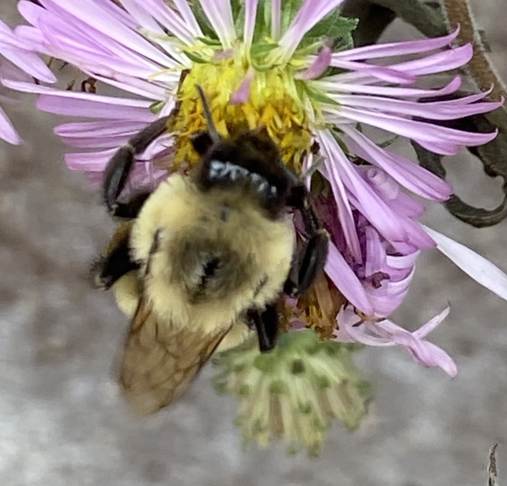 Common Eastern Bumble Bee from Marion County, FL, USA on November 21 ...