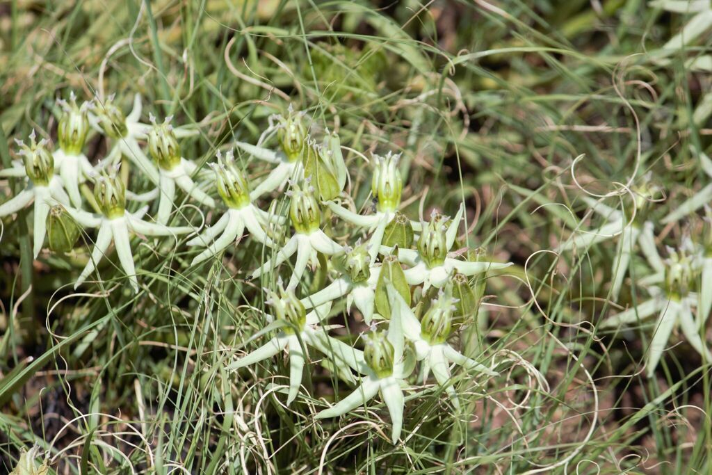 Large Turret flower from West Rand, ZA-GT, ZA on November 21, 2023 at ...