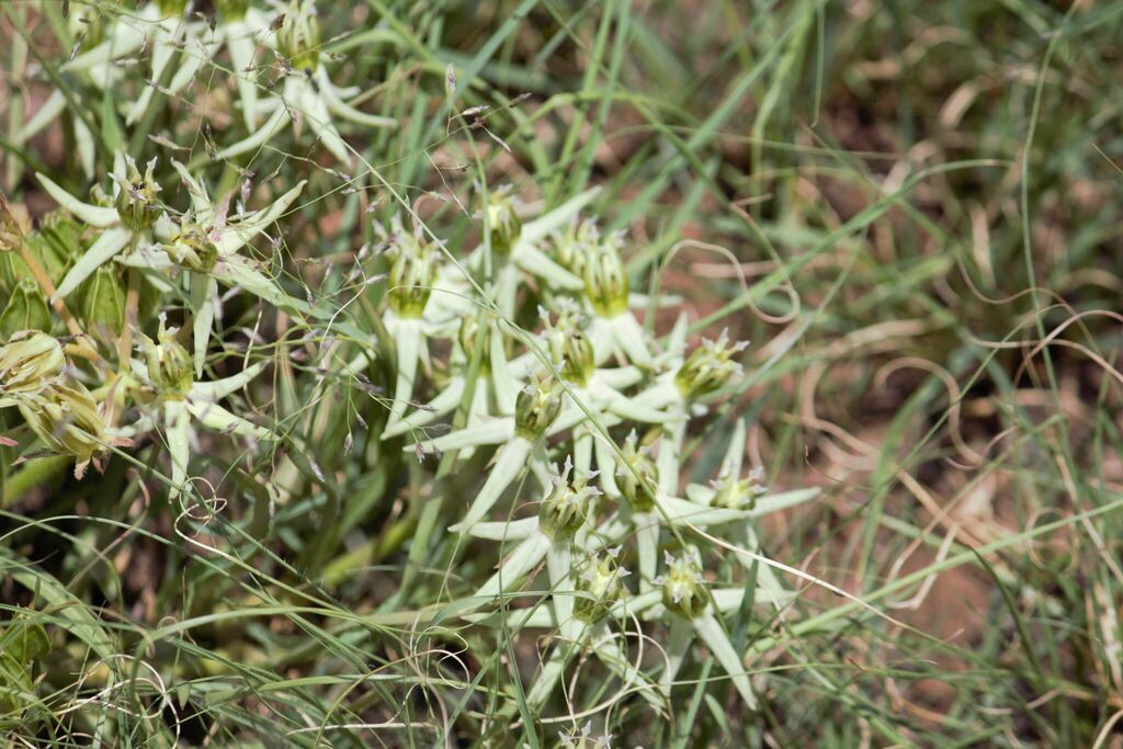 Large Turret flower from West Rand, ZA-GT, ZA on November 21, 2023 at ...