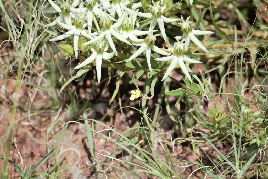 Large Turret flower from West Rand, ZA-GT, ZA on November 21, 2023 at ...