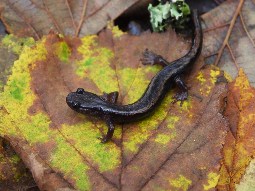 Gold-striped salamander from 15808 Santiso, A Coruña, España on ...