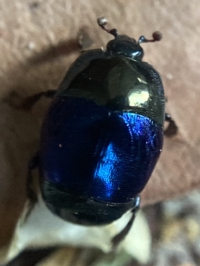 Saprininae from The Boulevarde, Mount Hawthorn, WA, AU on November 22 ...
