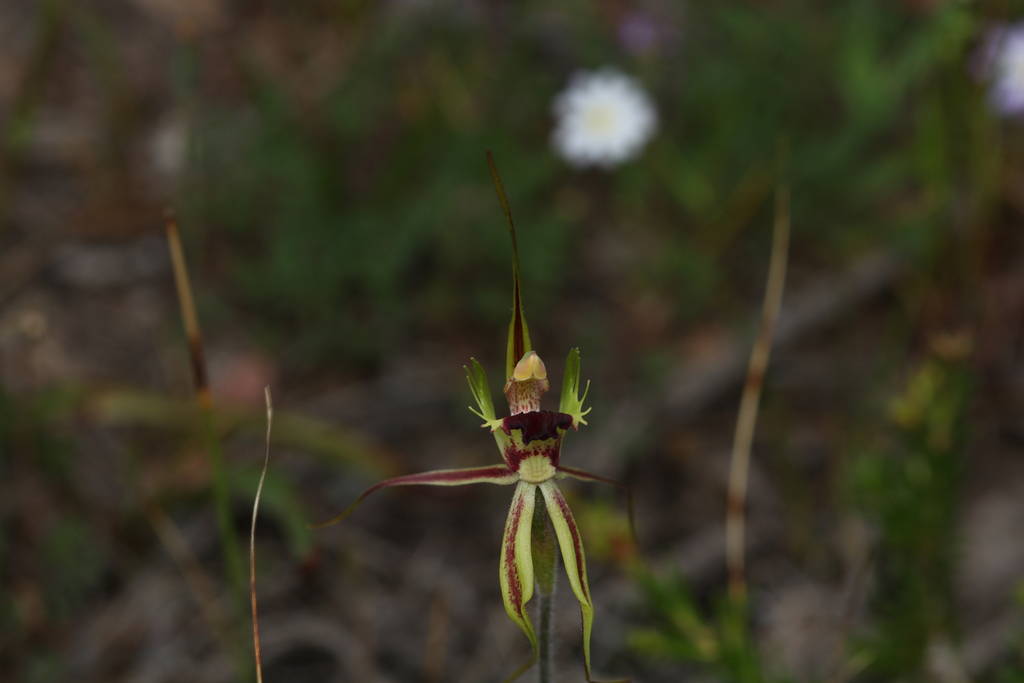 forest mantis-orchid in October 2023 by Felix Nicholls · iNaturalist