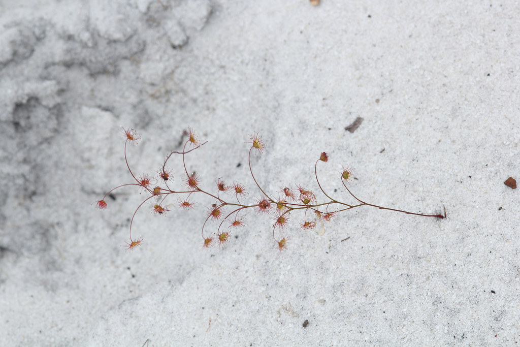 drummond's sundew in October 2023 by Felix Nicholls · iNaturalist