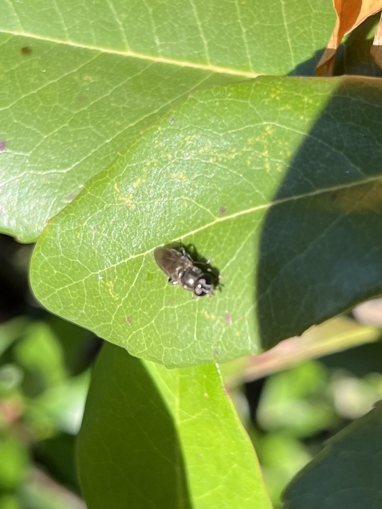 Flies in November 2023 by mako328 · iNaturalist