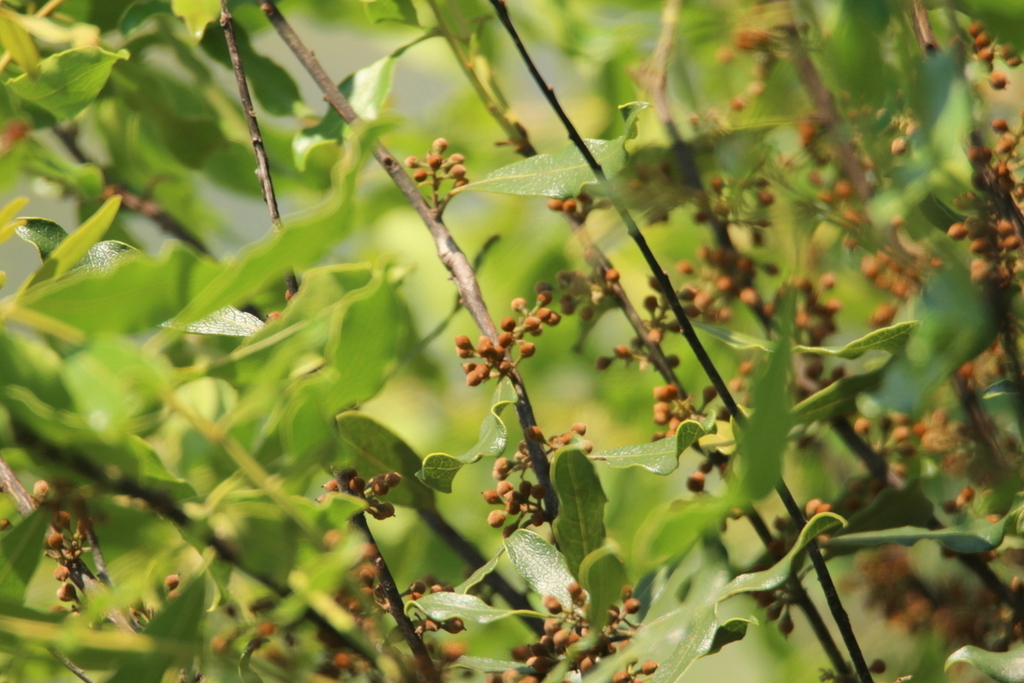 Magic Gwarrie from Ehlanzeni District Municipality, South Africa on ...