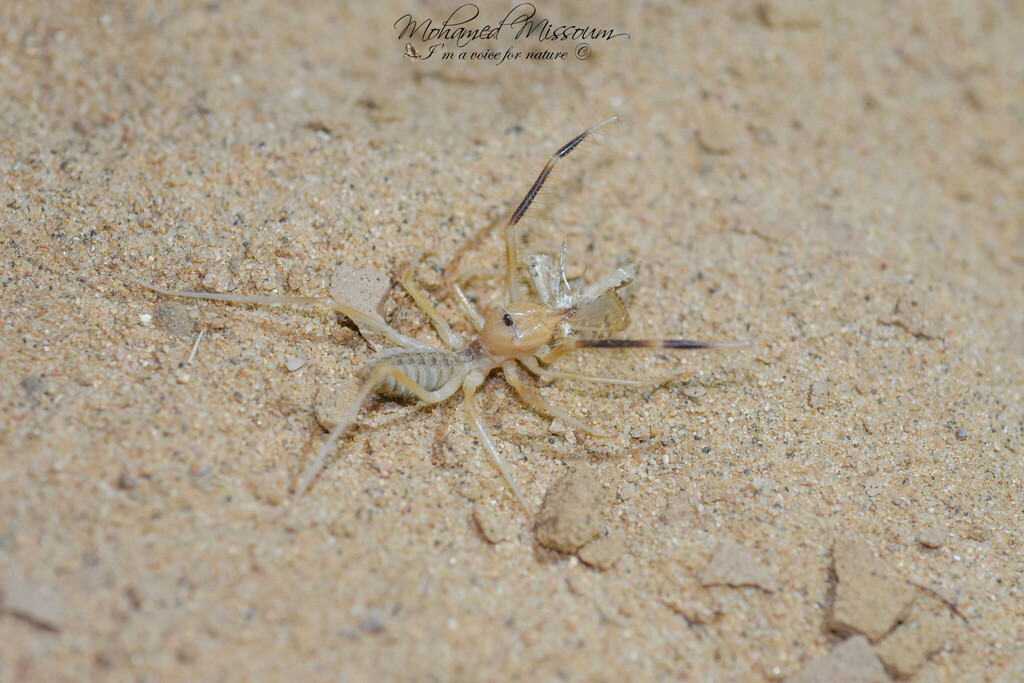 Egyptian Giant Solpugid from Tamanrasset, Algeria on November 3, 2023 ...